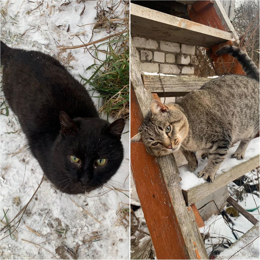 Кот и 2 кошки выживают на даче