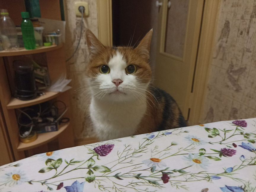 Кошки в добрые руки