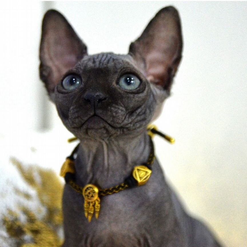 Канадский сфинкс. Оливер