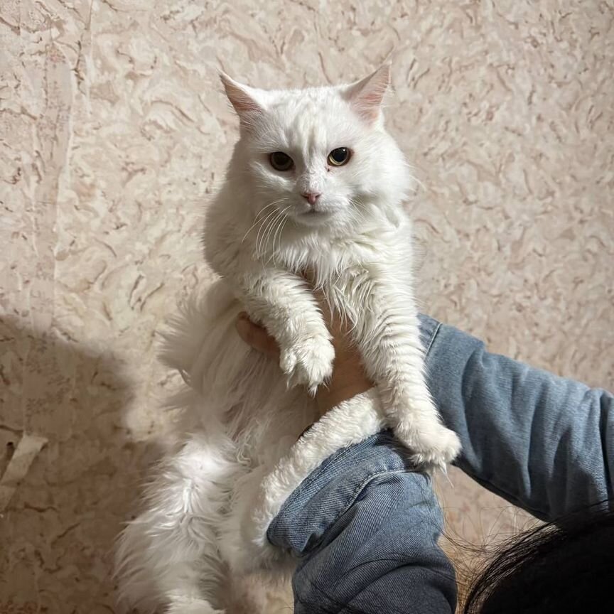 Котики в добрые руки