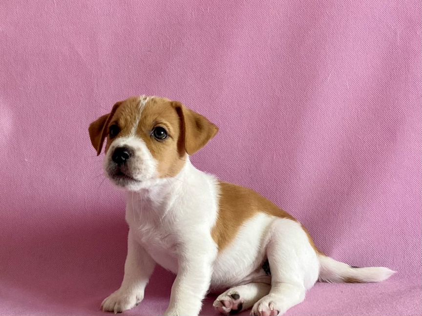 Маленькие красивые Джеки