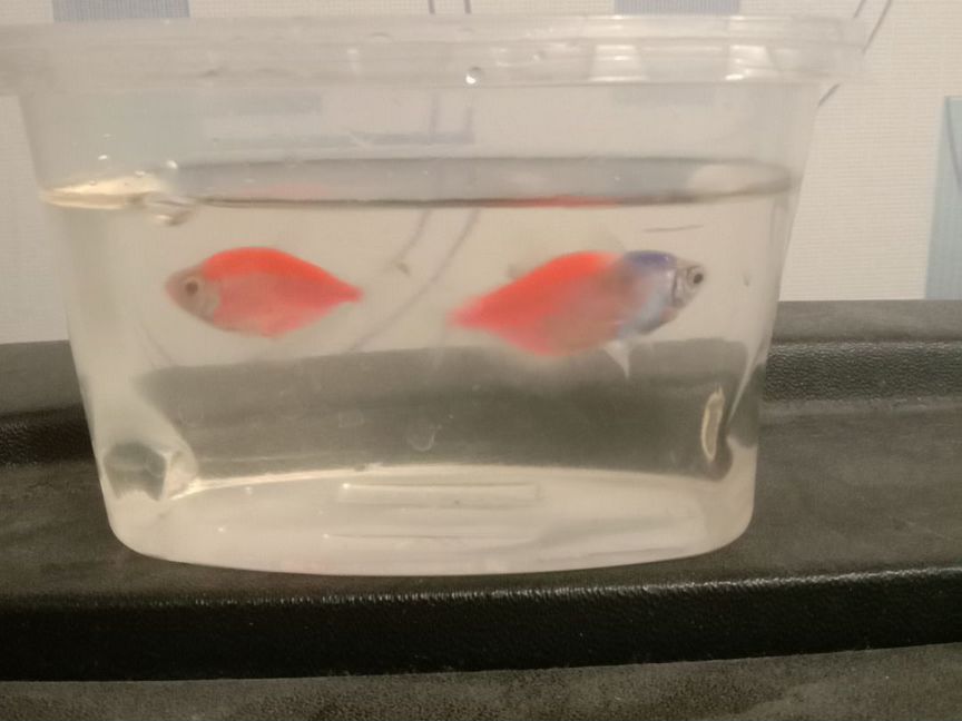 Рыбки тернеция