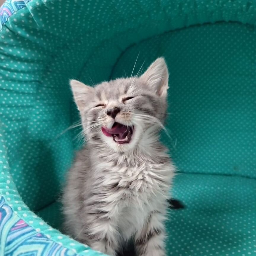 Кошечка 1,5 мес. Только в добрые заботливые руки