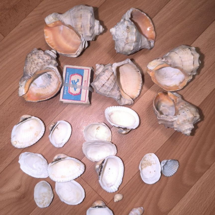 Морские ракушки