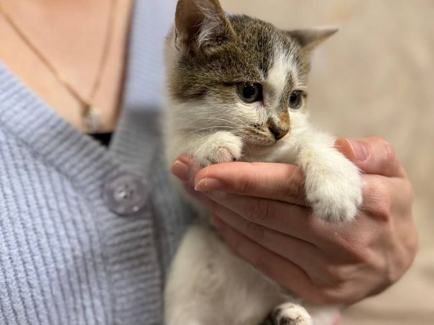 Котята