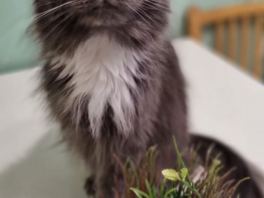 Кошка Туся