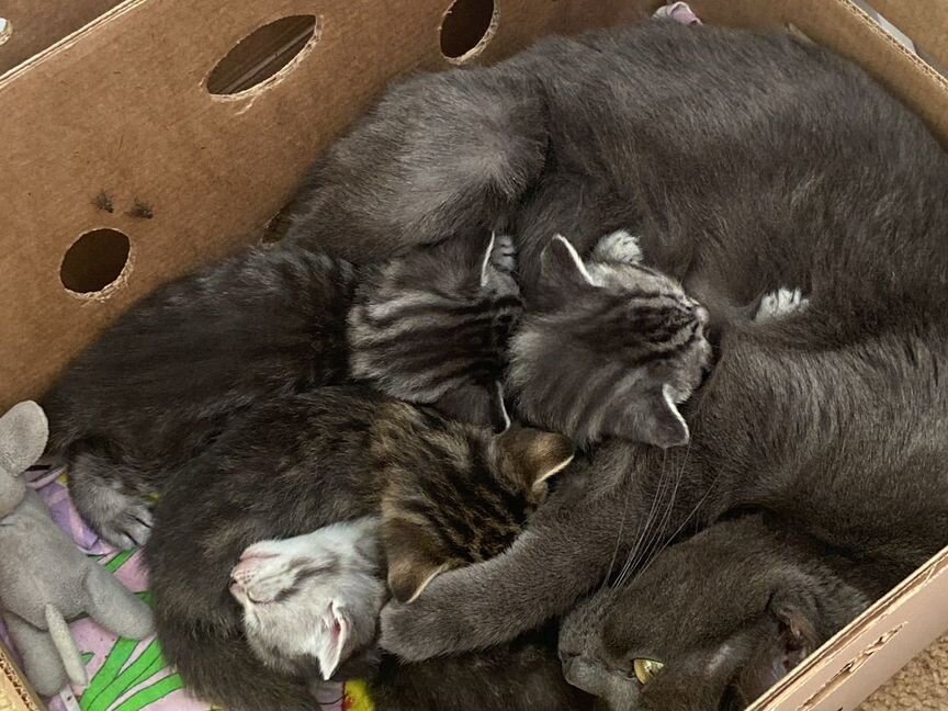 Отдам котят любящим хозяевам
