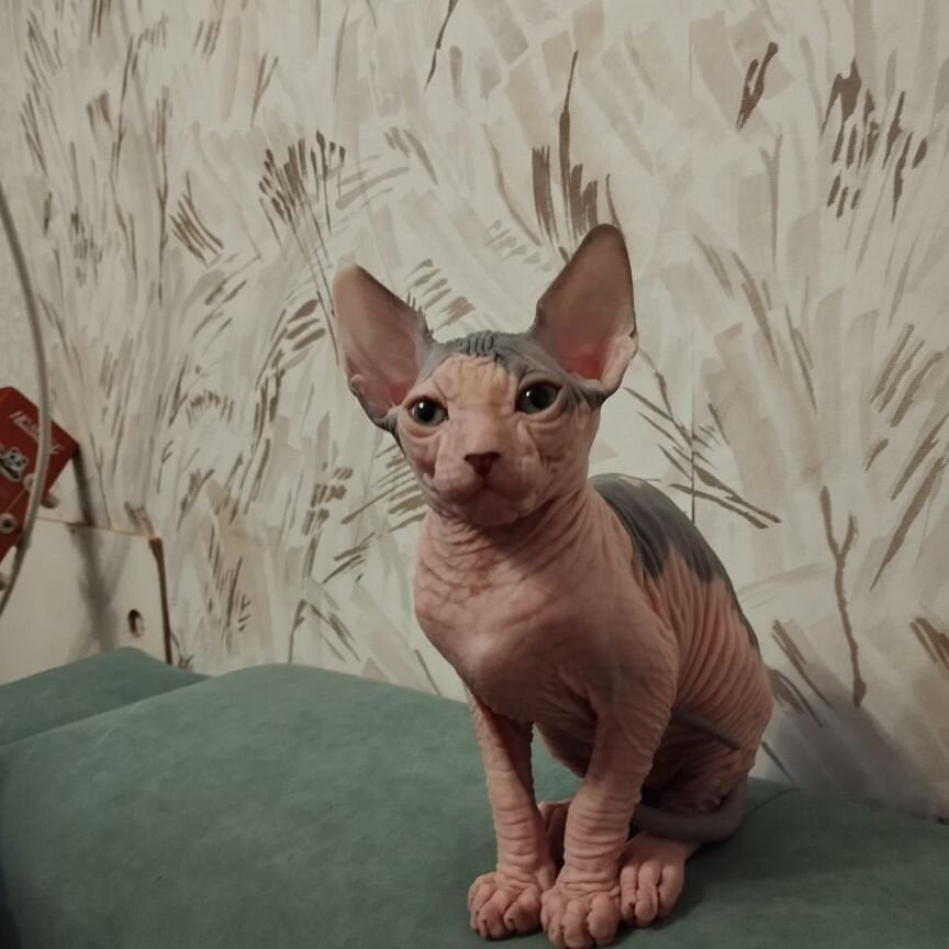 Котята сфинкс