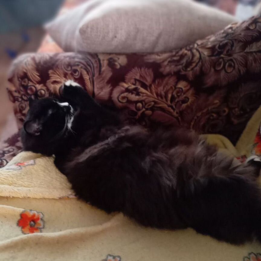 Сибирский котёнок