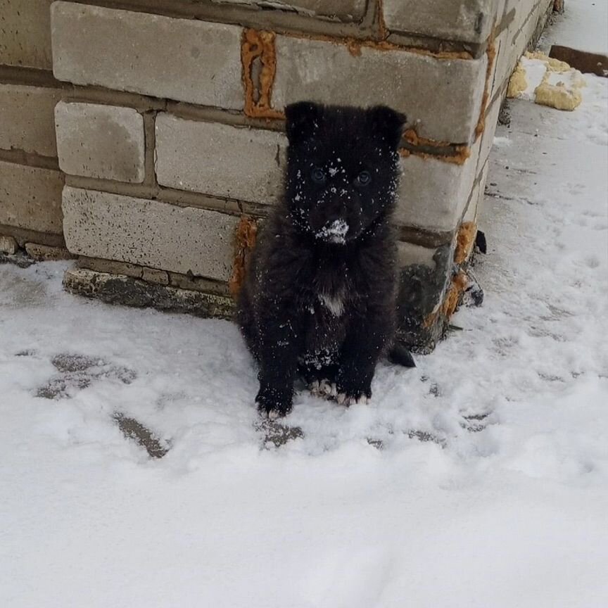Щенок в добрые руки