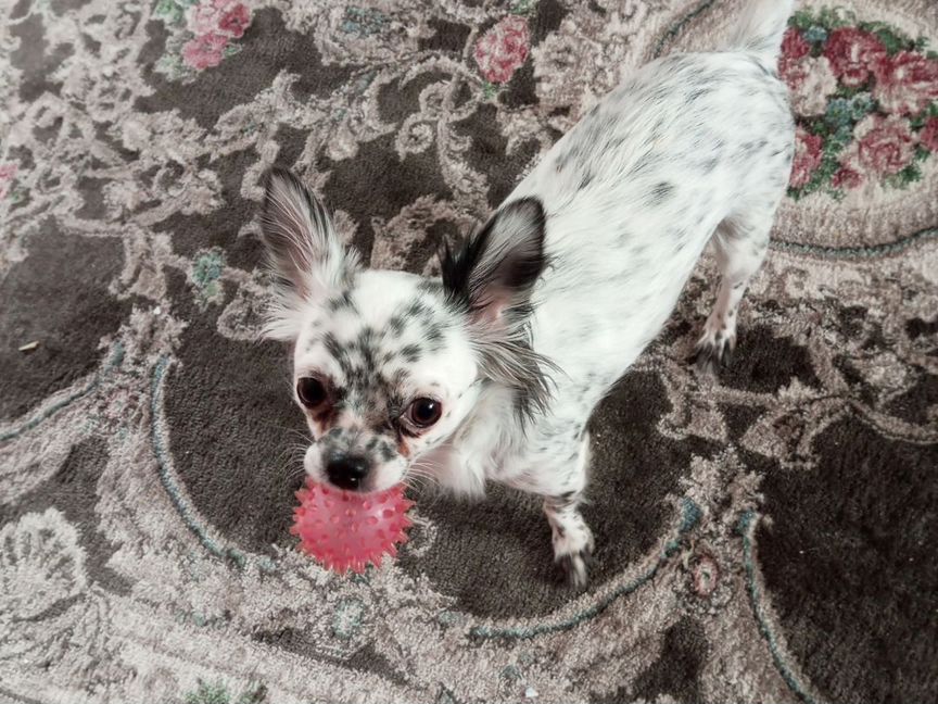 Ищем жениха