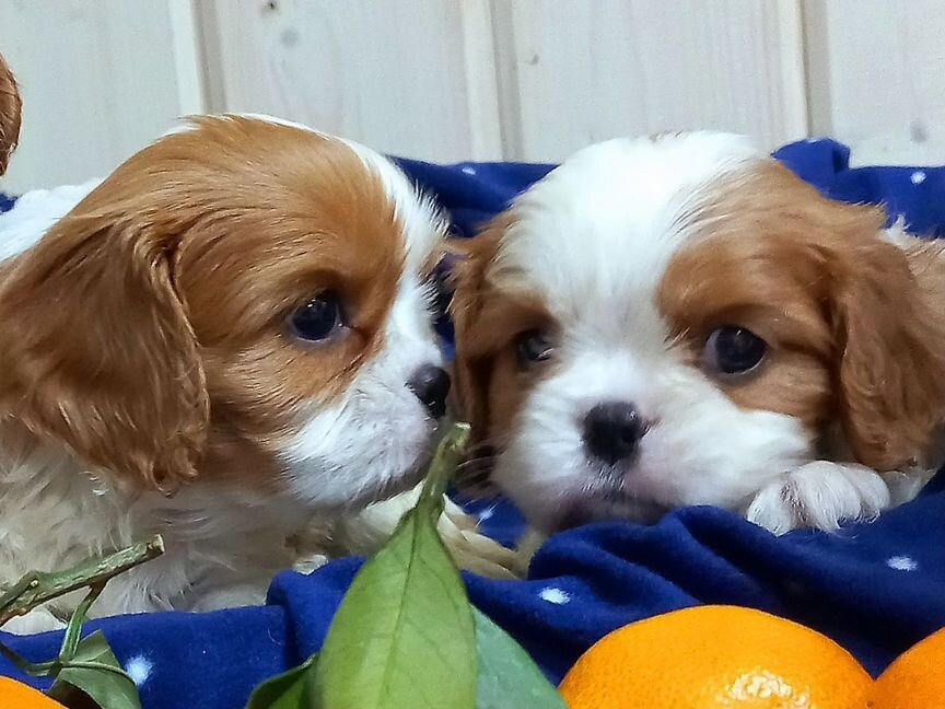 Кинг чарльз спаниель малыши