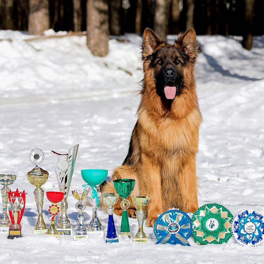 Кобель д/ш немецкой овчарки для вязки