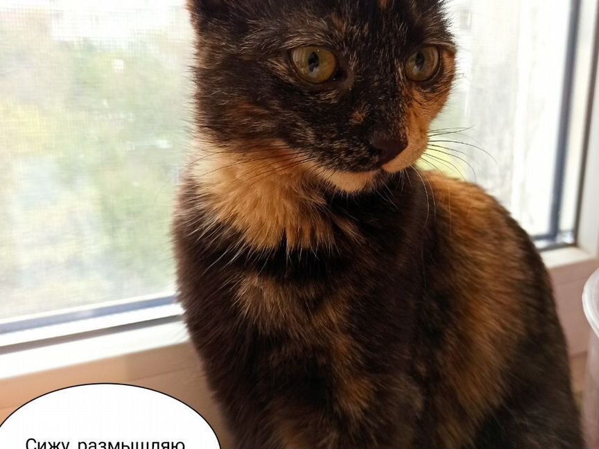 Красивая кошечка ищет дом