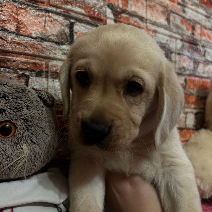 Щенки лабрадора