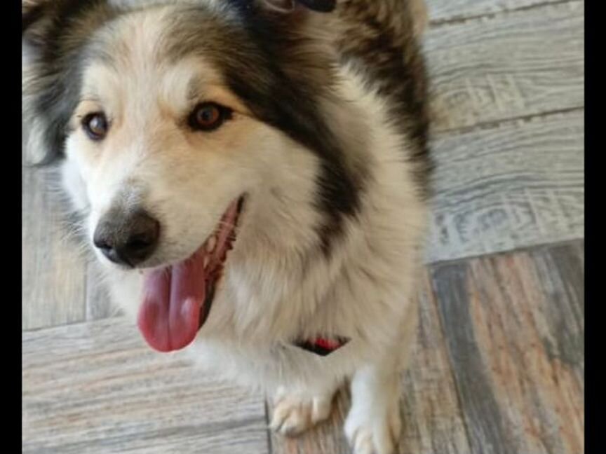 Щенки беспородные