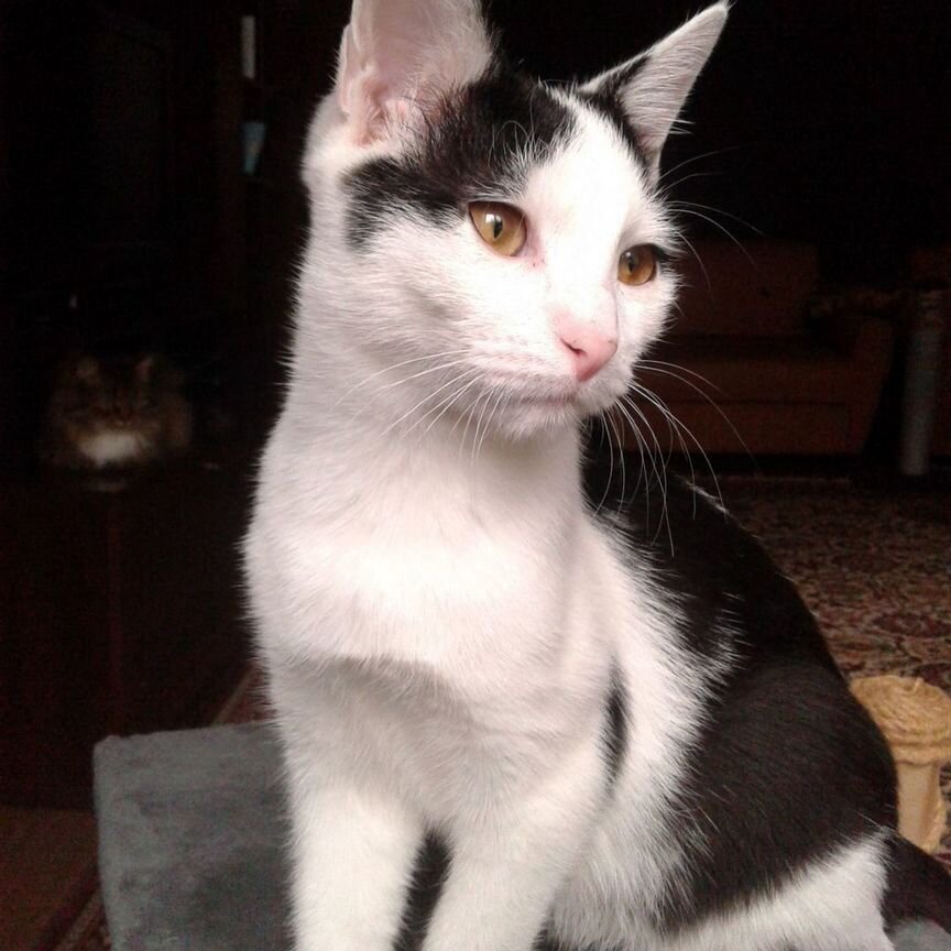 Красавчик Феликс в добрые руки (котенок, 4,5 мес.)