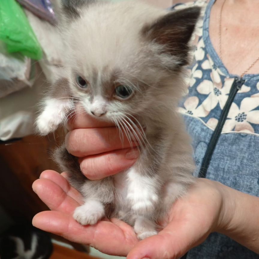 Котик ищет дом