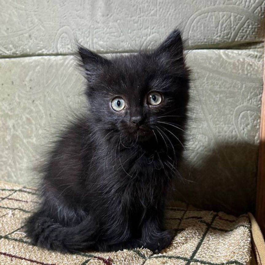 Котёнок