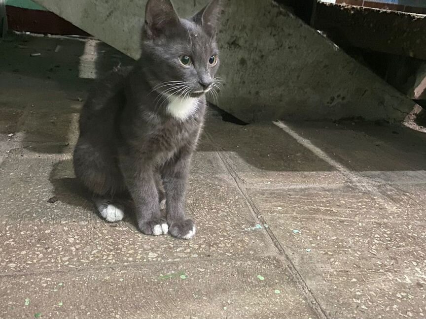 Котенок серый Усатик