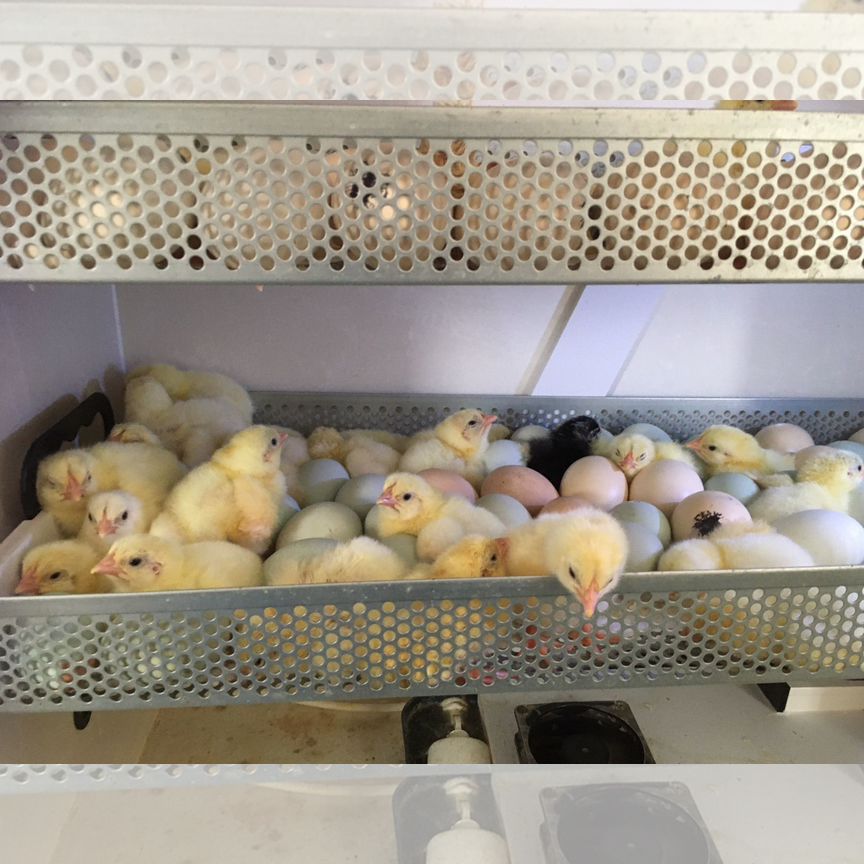 Цыплята бройлеры росс 308