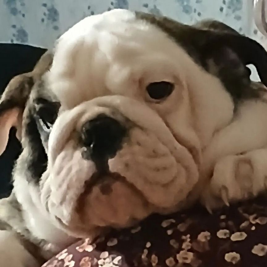 Английский бульдог, щенок