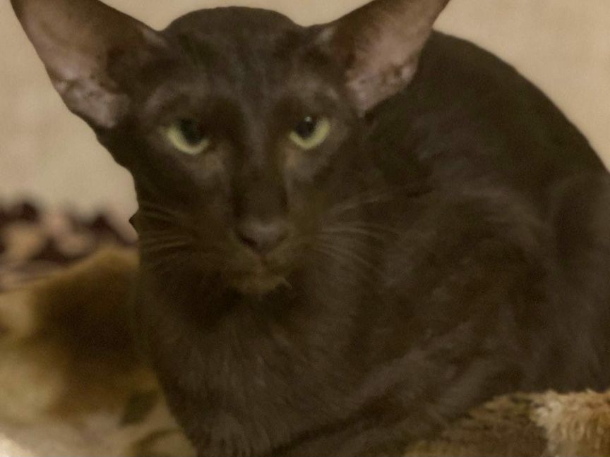 Красивейшая пантера Хлоя