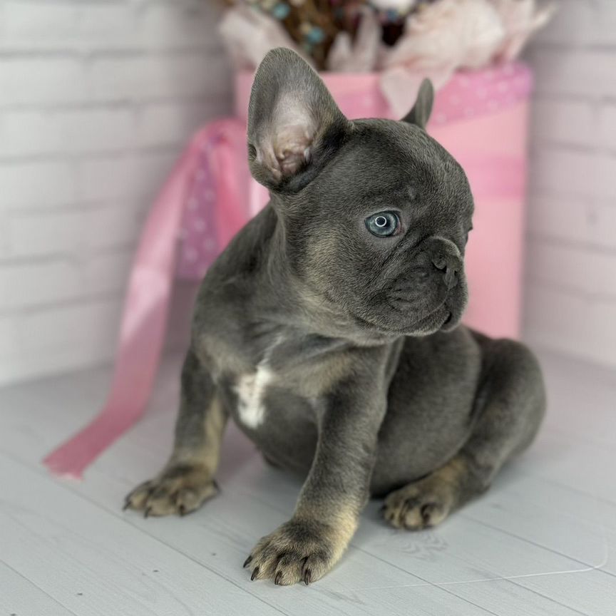 Французский бульдог