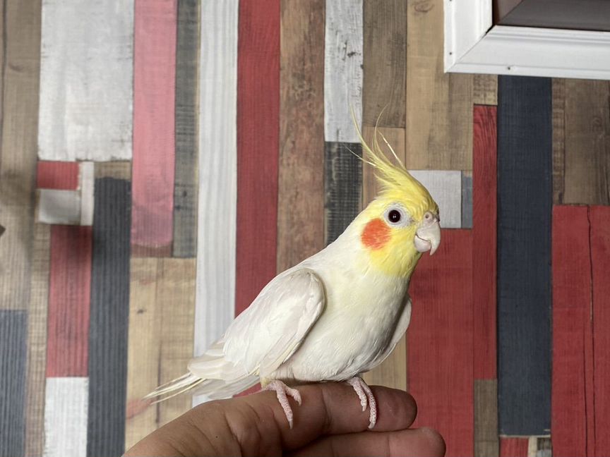 Попугай корелла