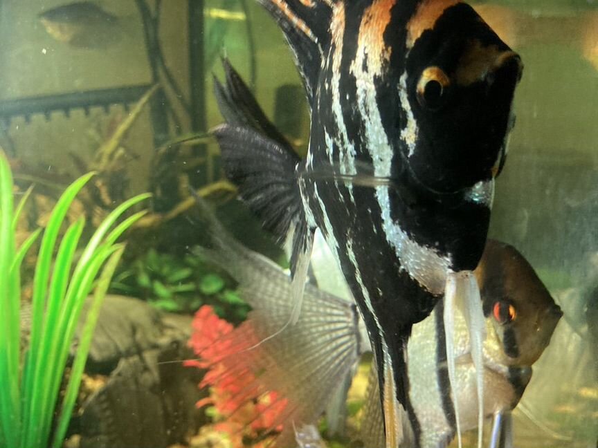 Скалярии взрослые