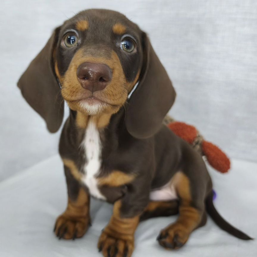 Такса, щенок