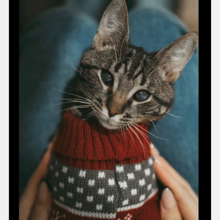 Котенок бенгал (6 месяцев)
