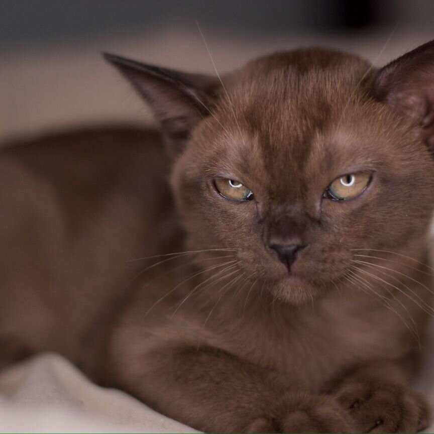 Бронь. Котята. Бурма