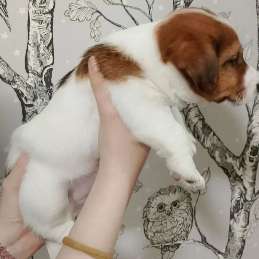 Джек-рассел-терьер, щенок