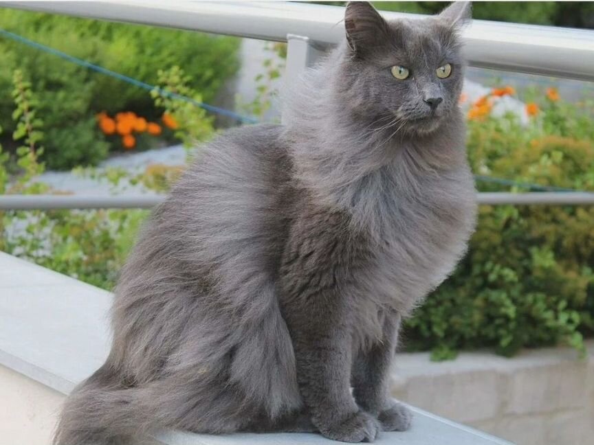 Кошку выкинули.Умерла хозяйка