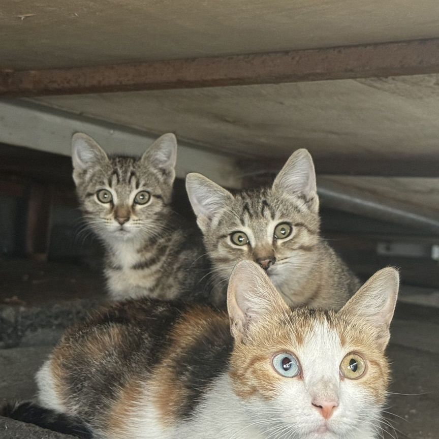 Котята