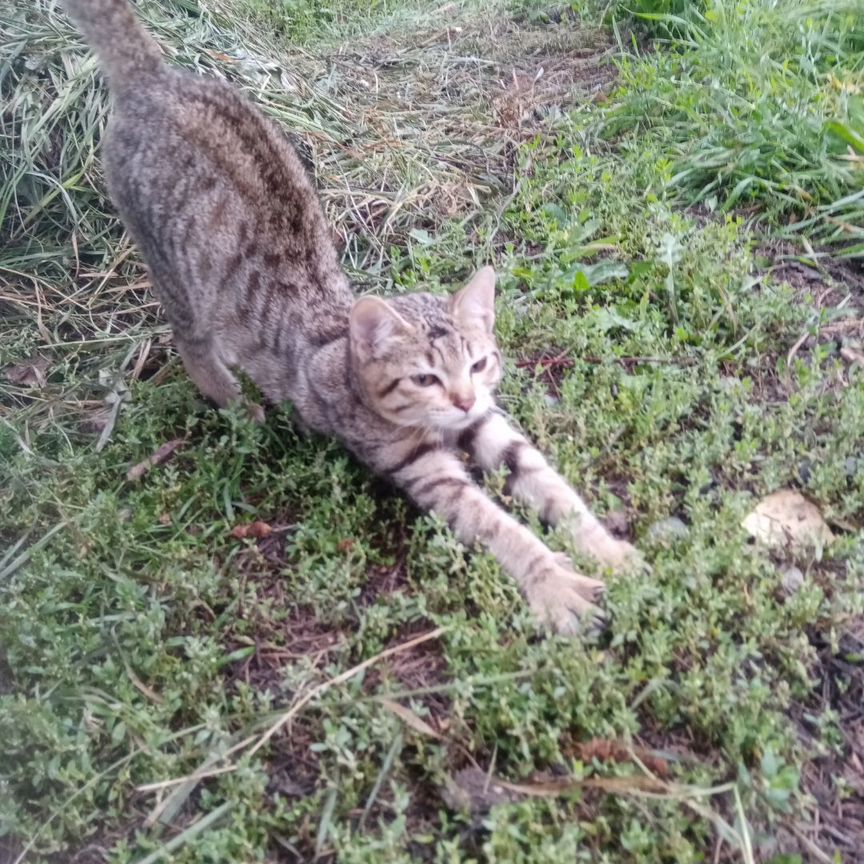 Кошечки Классные