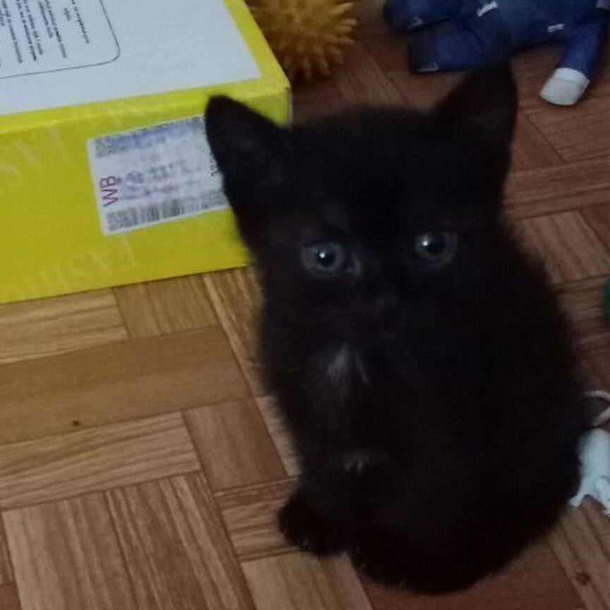 Котёнок в добрые руки