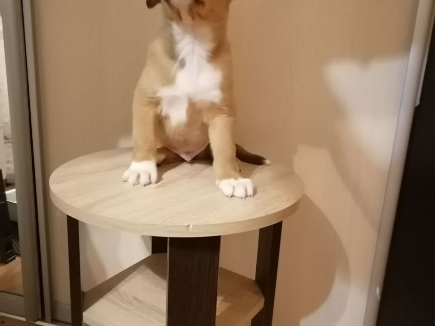 Кексик ищет дом