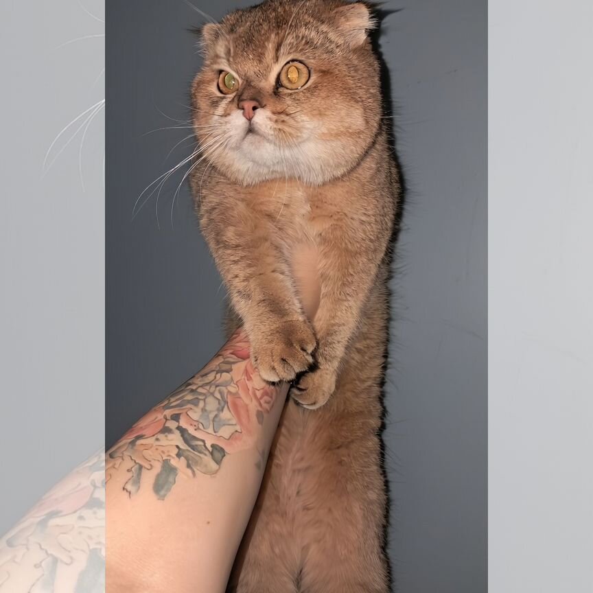 Британский короткошёрстный котёнок