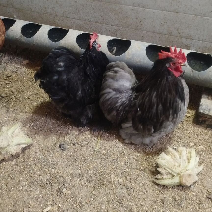 Семья Кохинхинов