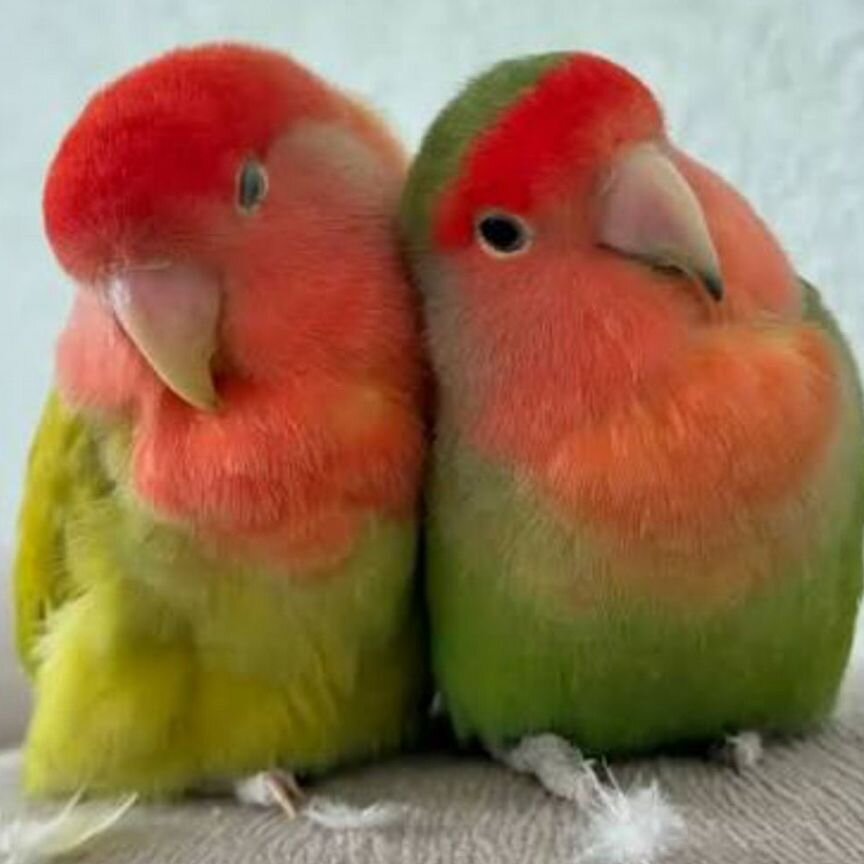 Неразлучники