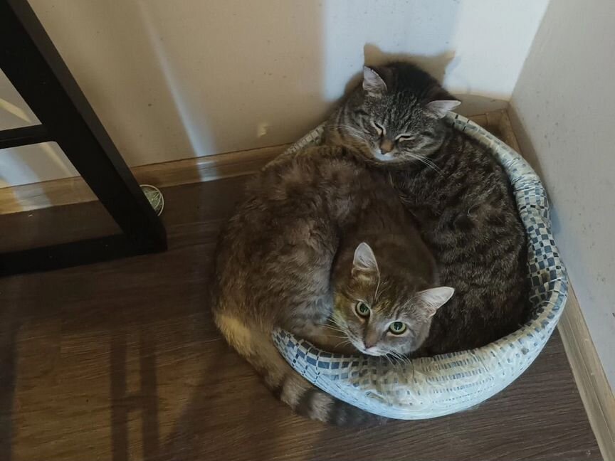 Два брата ищут дом/передержку