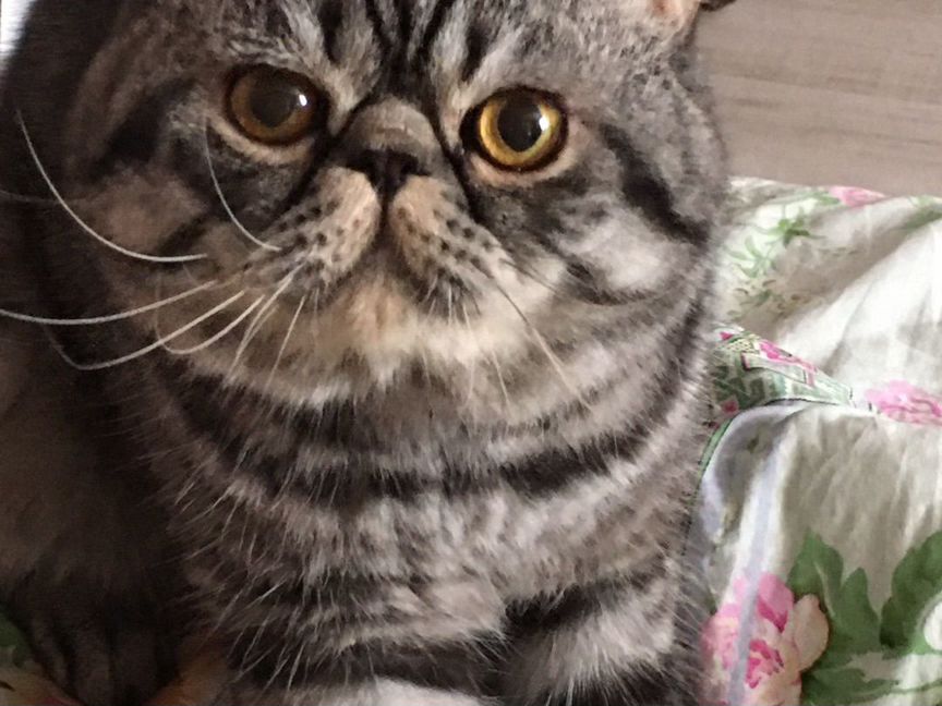 Экзотический молодой котик ждет невест
