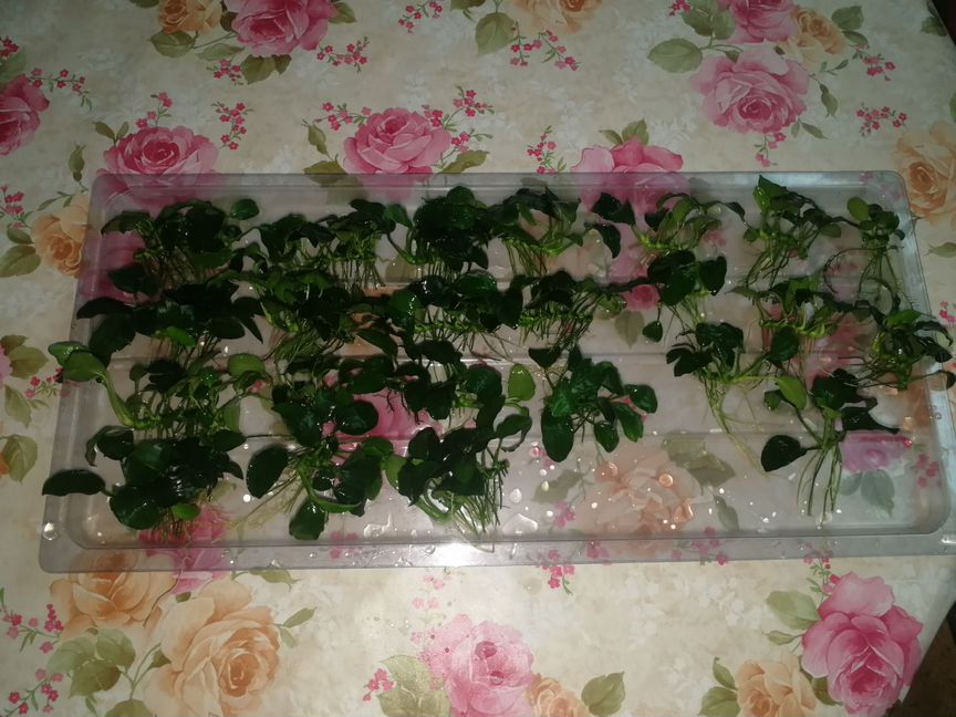 Анубиас нана петит