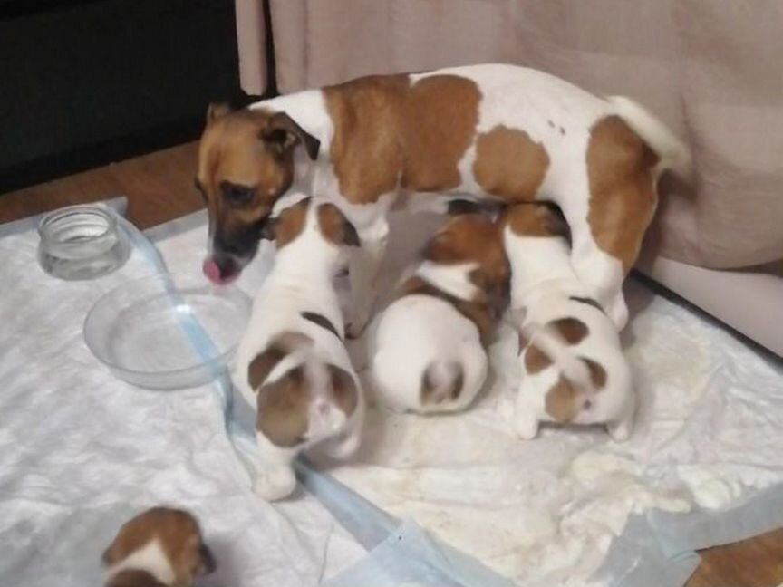 Красотульки