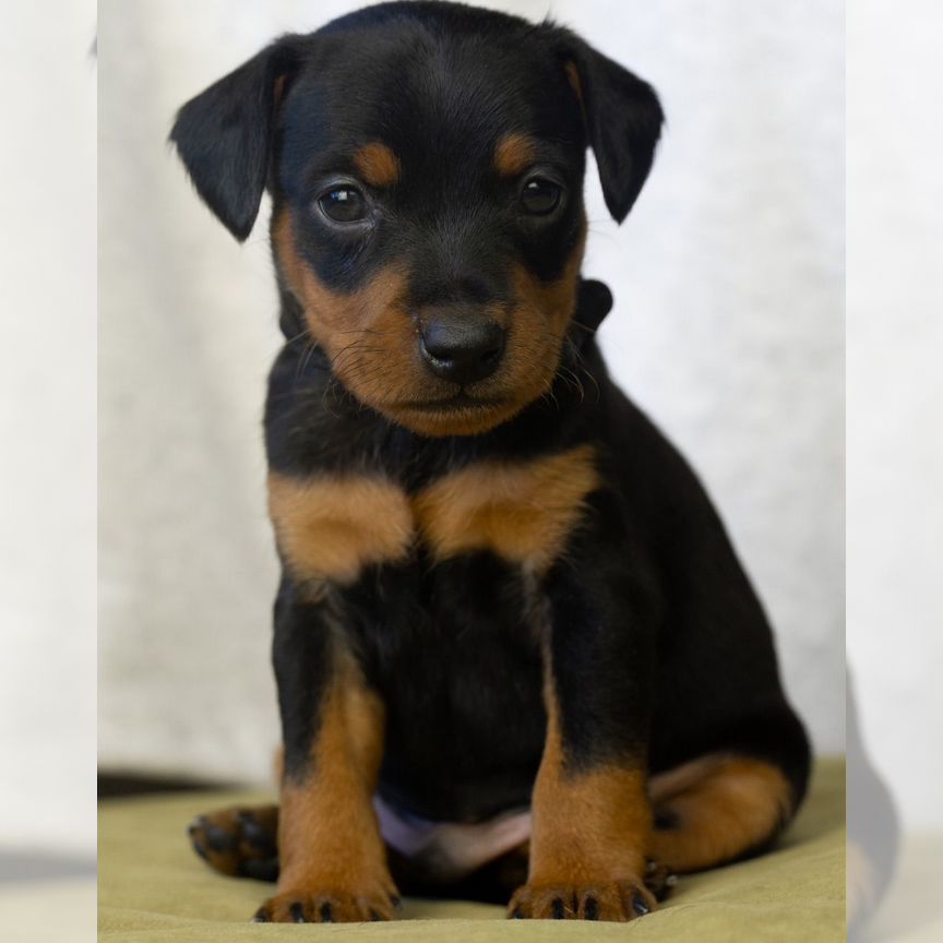 Цвергпинчер, щенок