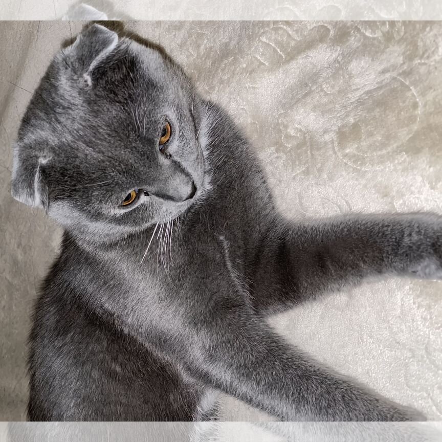 Шотландский вислоухий короткошёрстный, взрослый кот