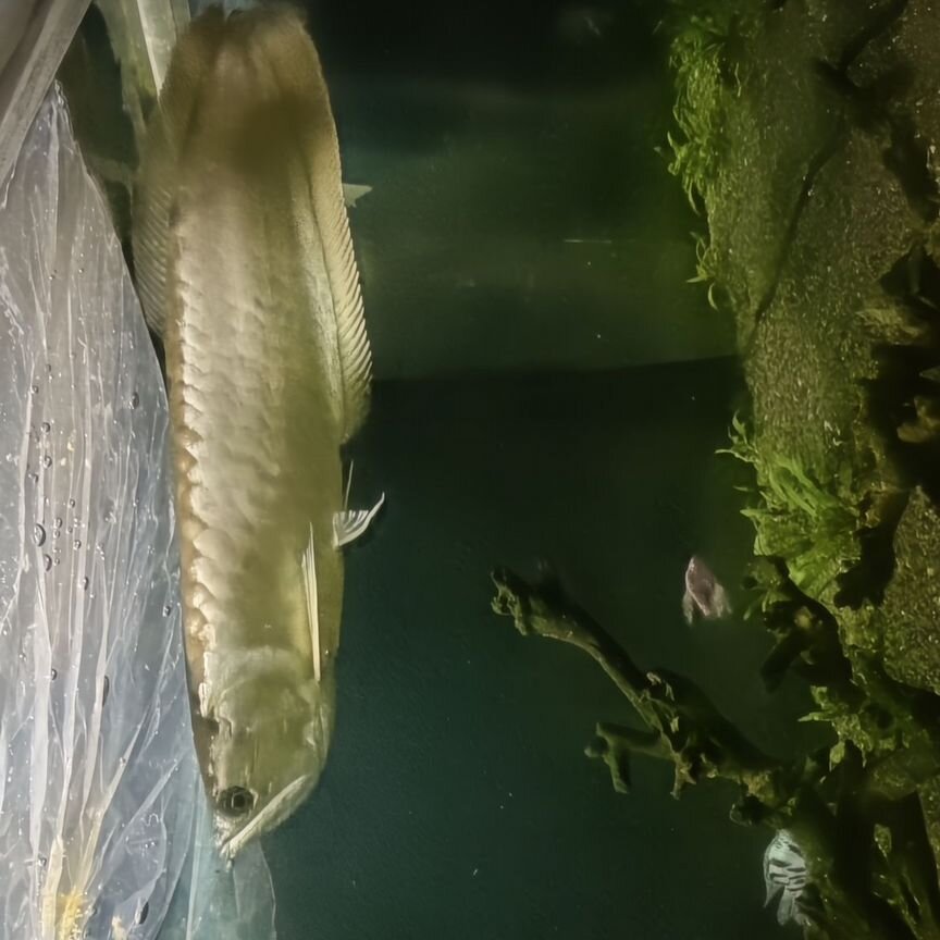 Арована (торг)