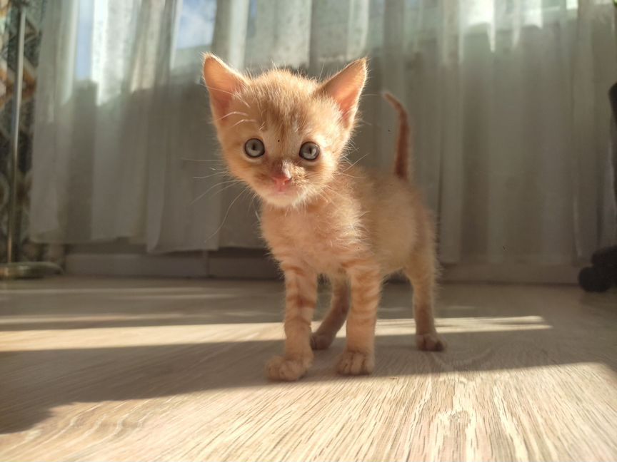 Рыжий котенок мальчик